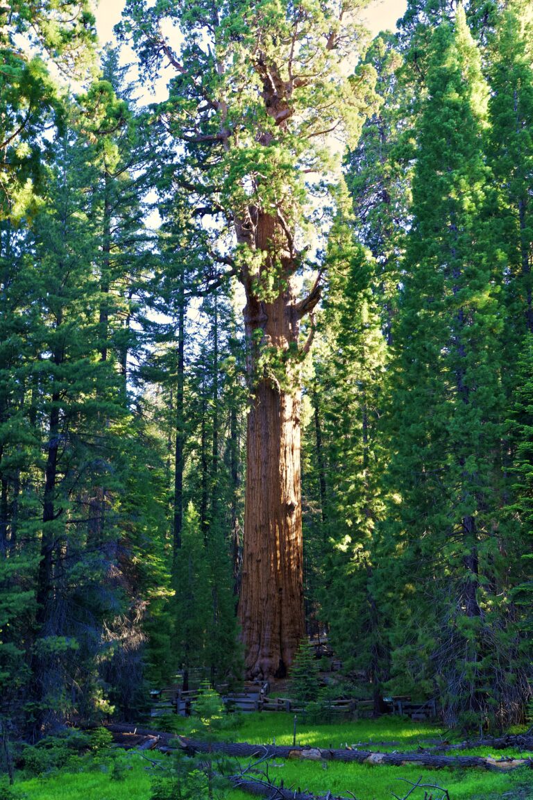2 Days in SEKI: A Trip to Sequoia and Kings Canyon National Parks