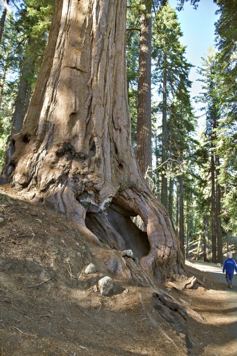 2 Days in SEKI: A Trip to Sequoia and Kings Canyon National Parks