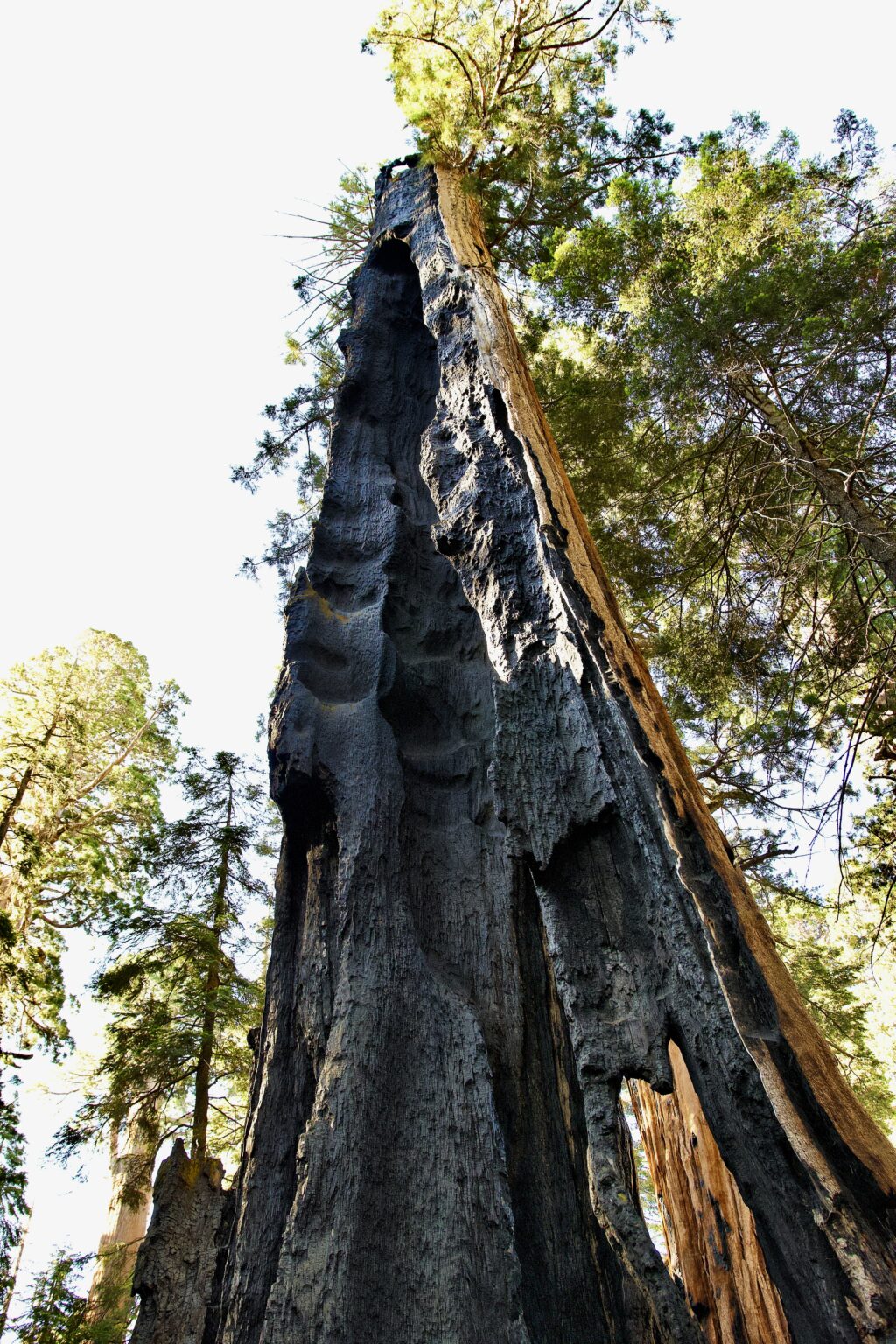 2 Days in SEKI: A Trip to Sequoia and Kings Canyon National Parks