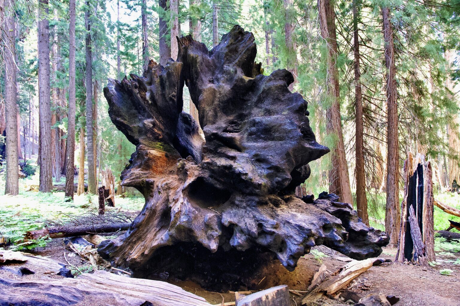 2 Days in SEKI: A Trip to Sequoia and Kings Canyon National Parks