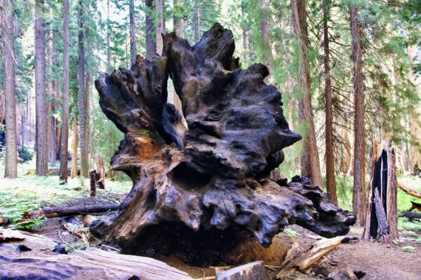 2 Days in SEKI: A Trip to Sequoia and Kings Canyon National Parks