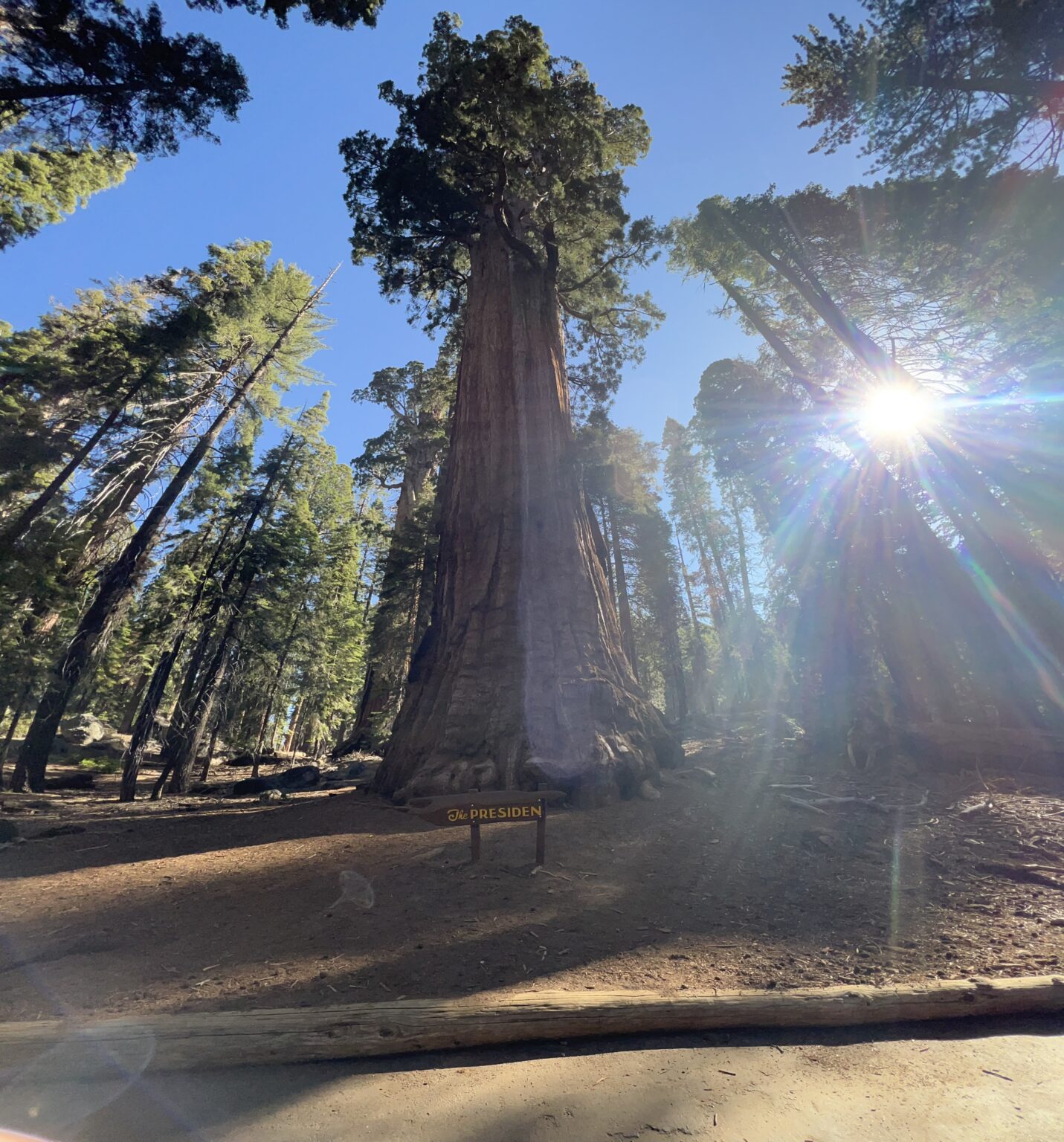 2 Days in SEKI: A Trip to Sequoia and Kings Canyon National Parks